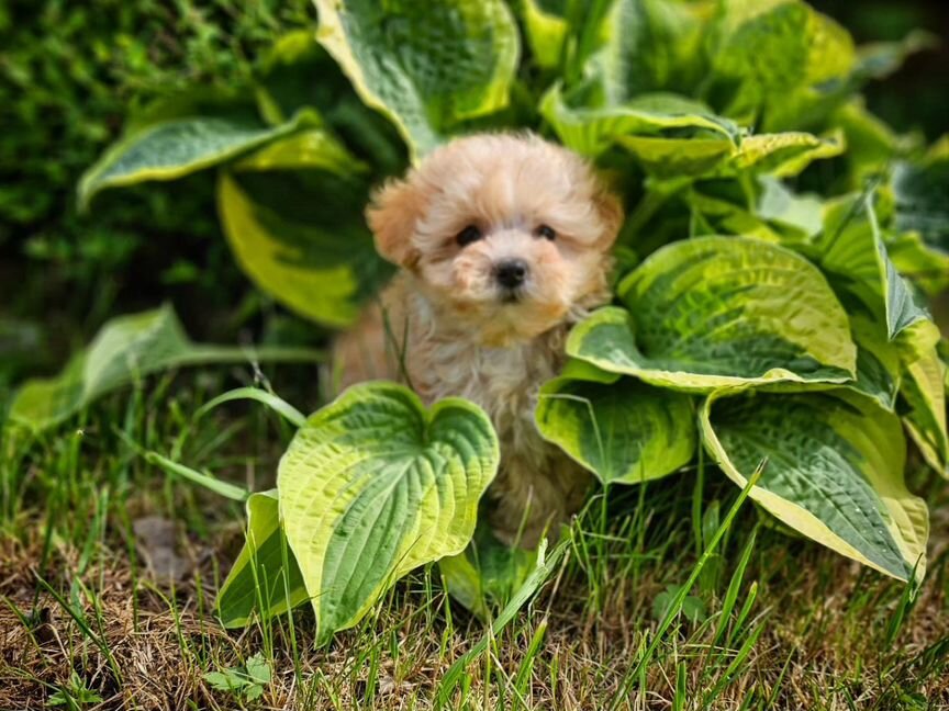 Мини мальчик maltipoo F1