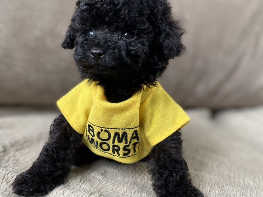 Той-пудель мальчик Уголек