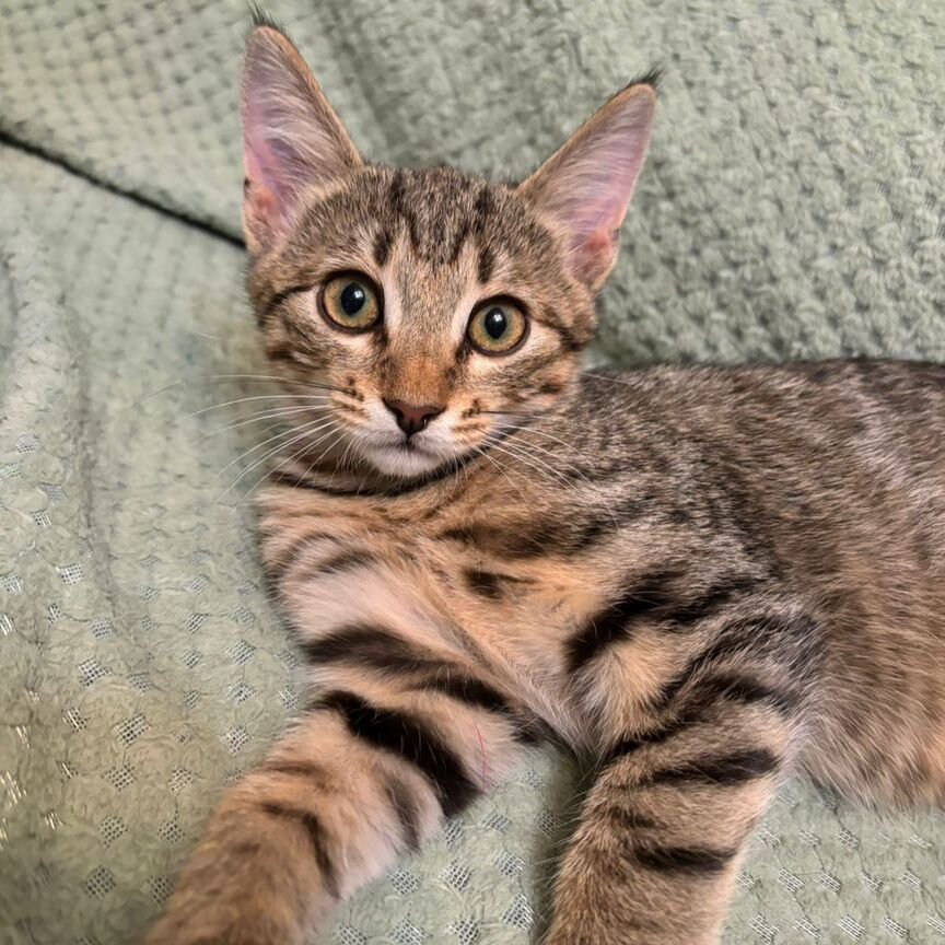 Котенок 2 месяца в добрые руки