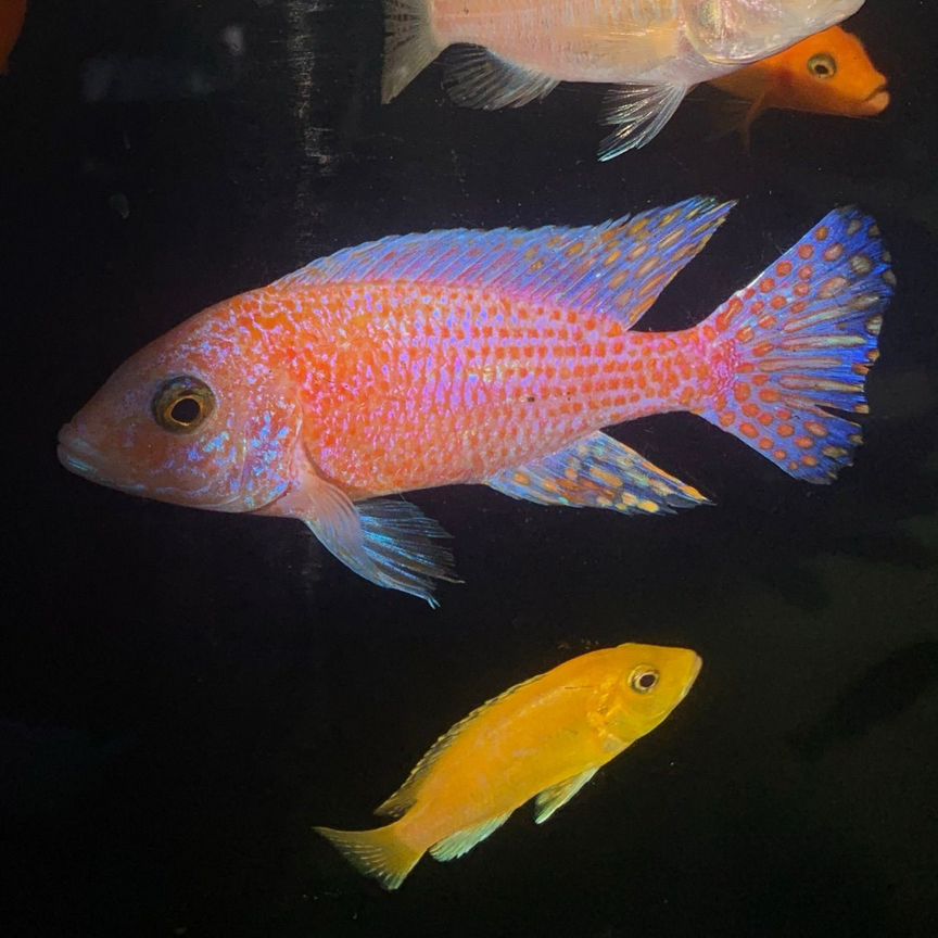 Алунокара Орхидея цихлиды