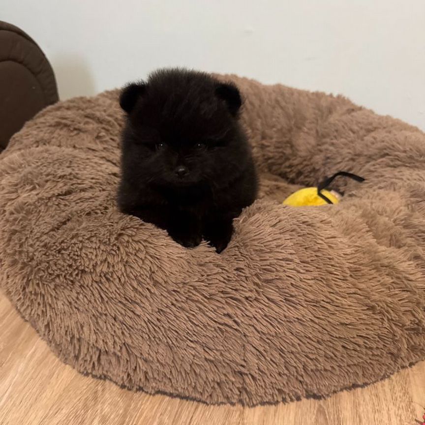 Померанский шпиц