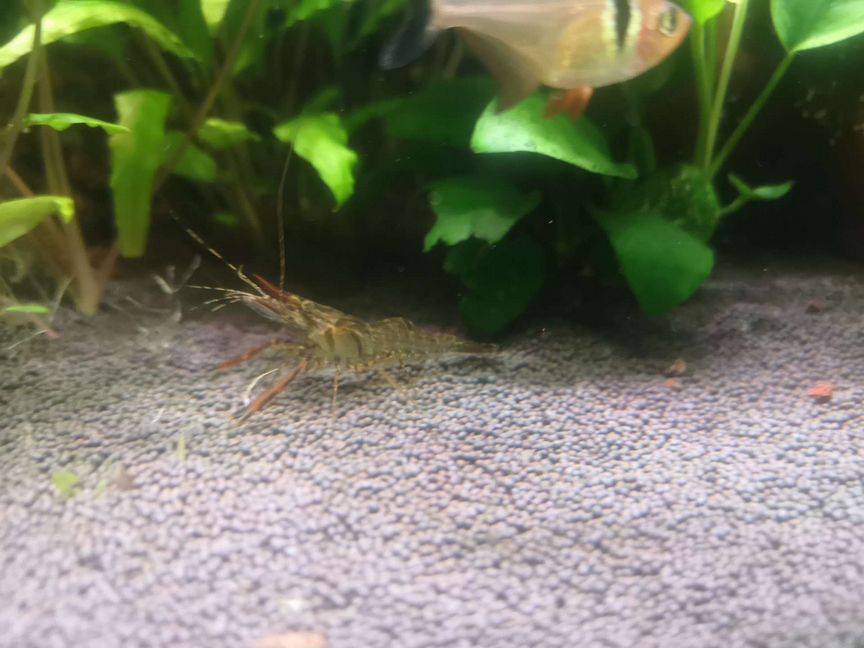 Креветки макробрахиум