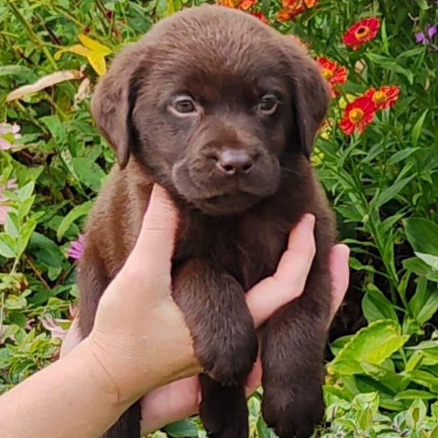 Щенки лабрадора шоколадные девочки