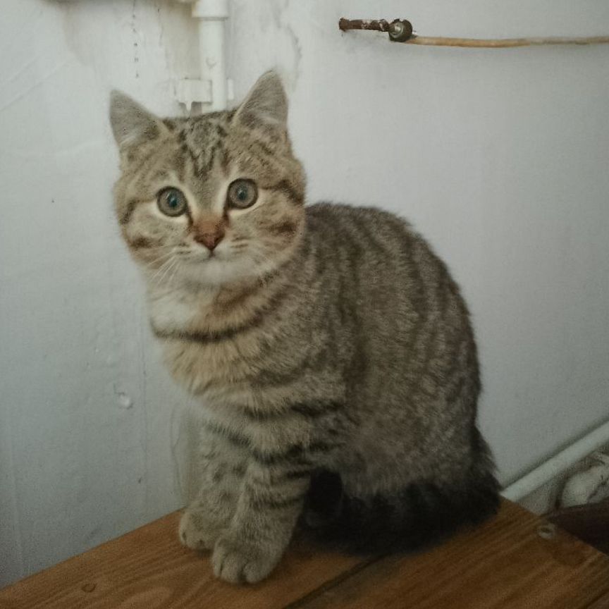 Котенок кошечка