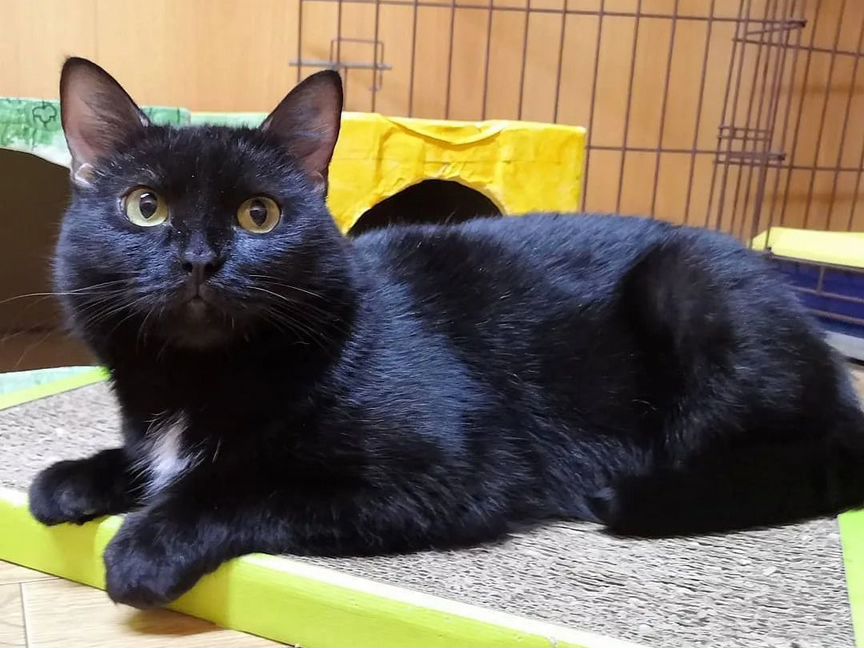 Багира ищет семью