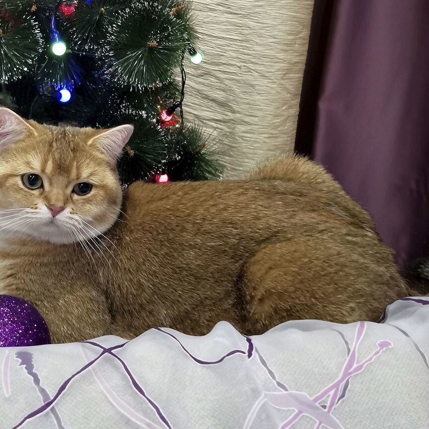 Кот