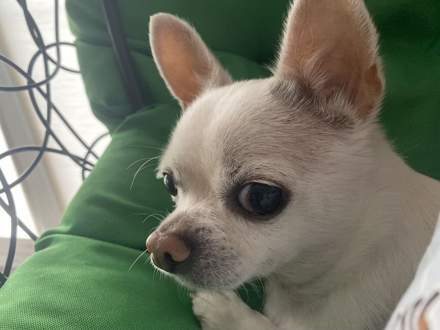 Чихуахуа в добрые руки