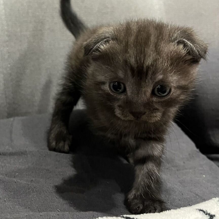 Шотландские вислоухие котята серые