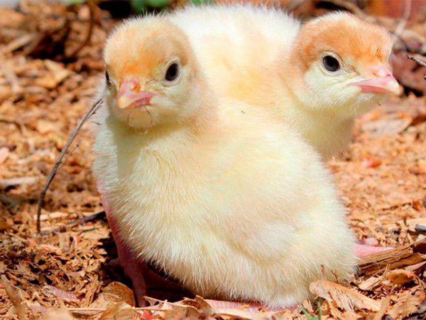 Индюшата хайбрит,биг 6,бронза,белые широкогрудые