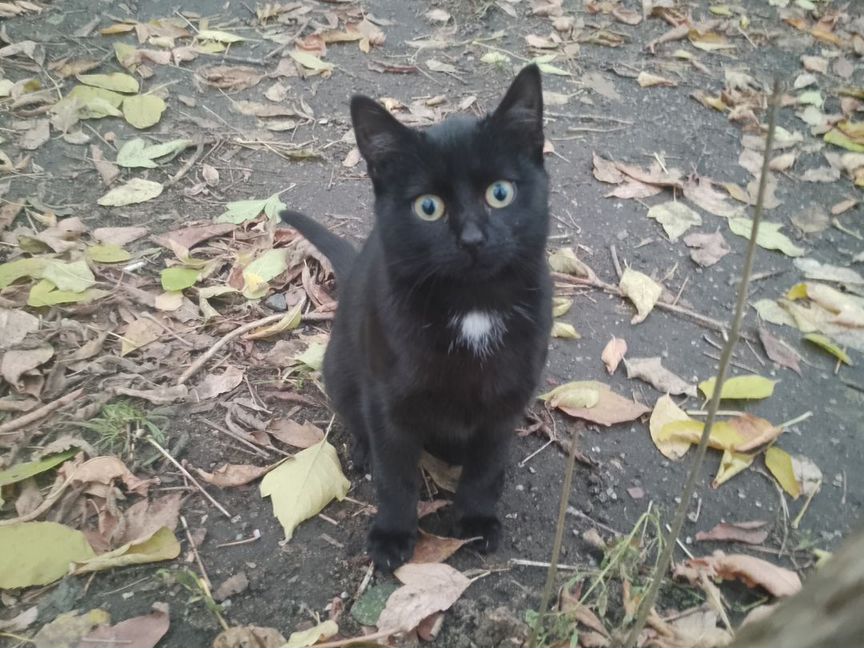 Котенок с улицы