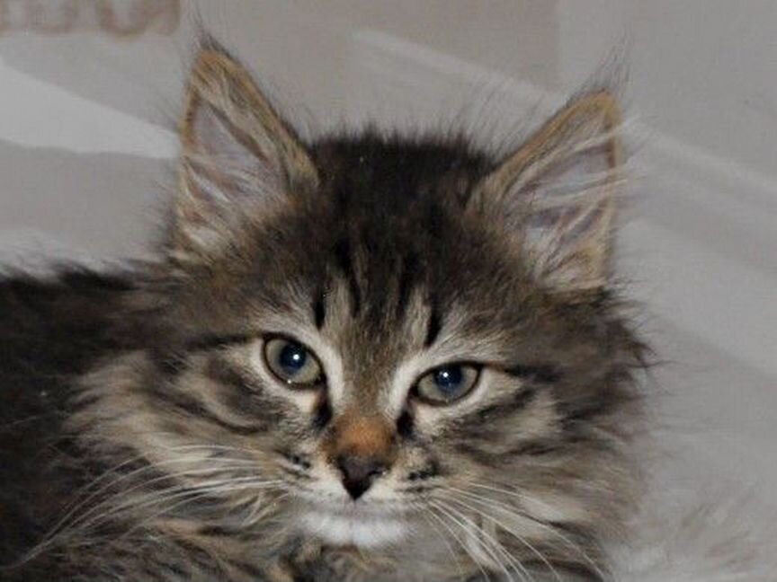 Сибирский котёнок