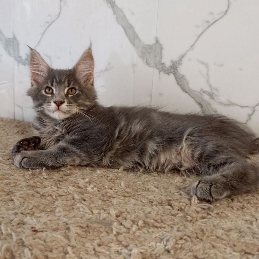 Мейн-кун котёнок