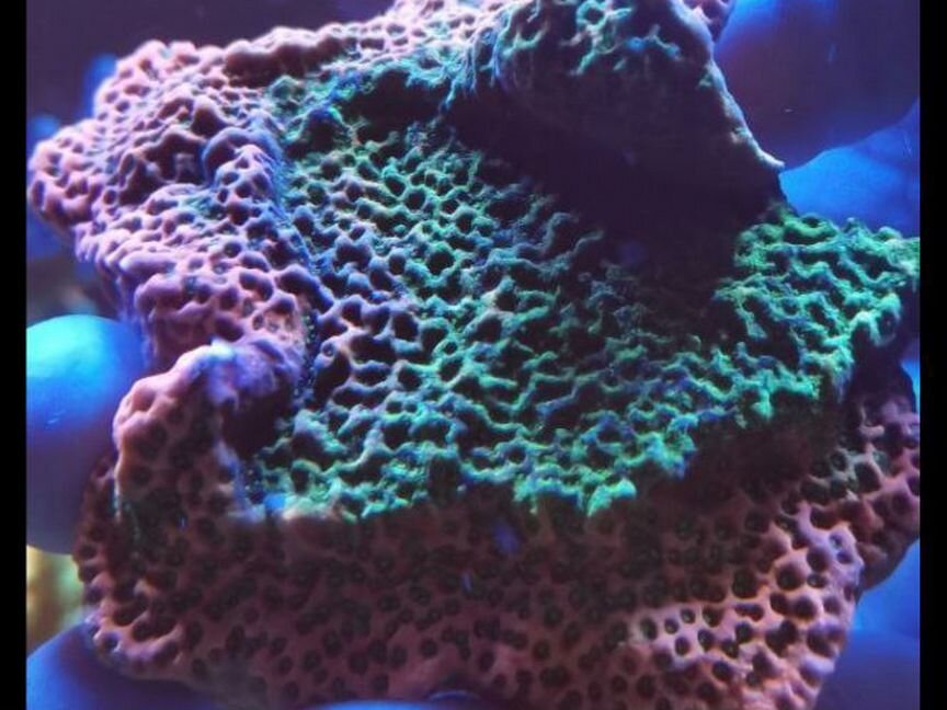 Tropic thunder montipora, живые кораллы