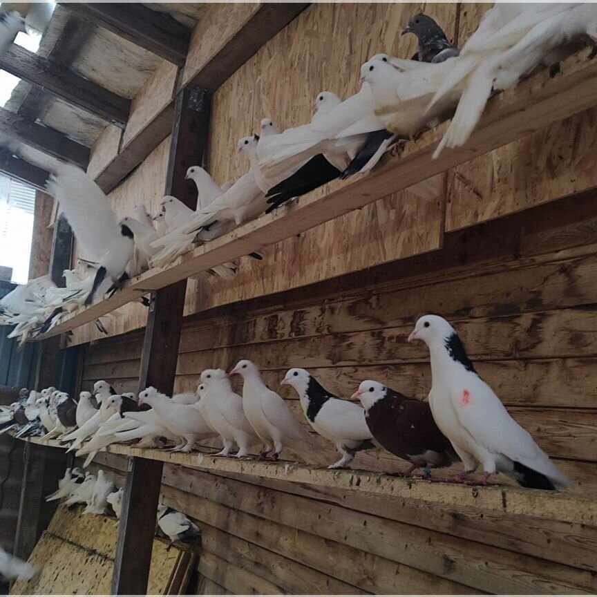 Бакинские Голуби на продажу