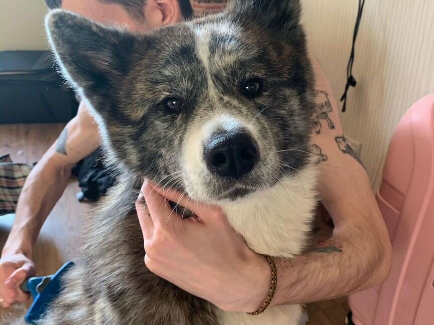 Собака акита ину взрослая