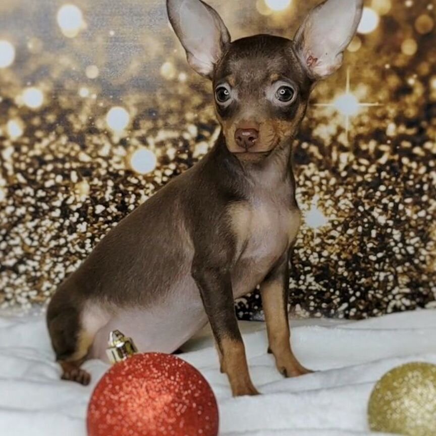 Пражский крысарик, щенок