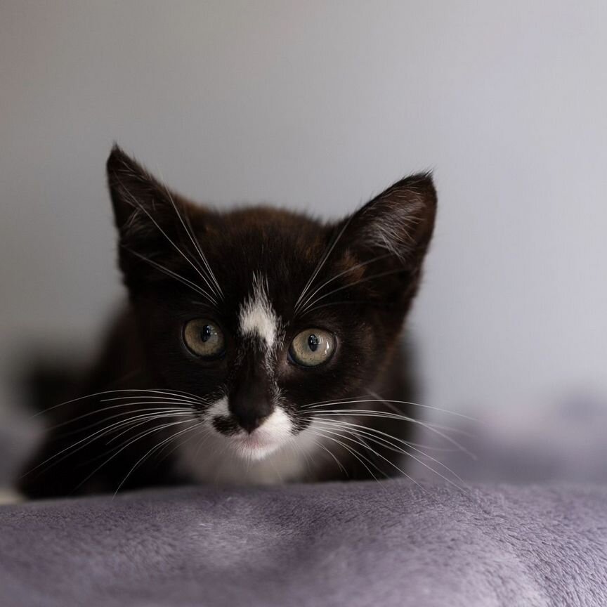 Котенок 2 месяца, Агата