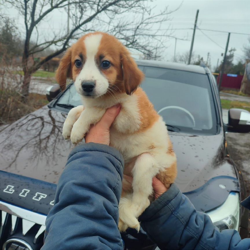 Отдам щенка в добрые руки