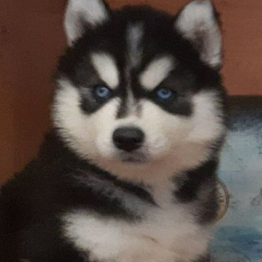 Красавцы Хасятки