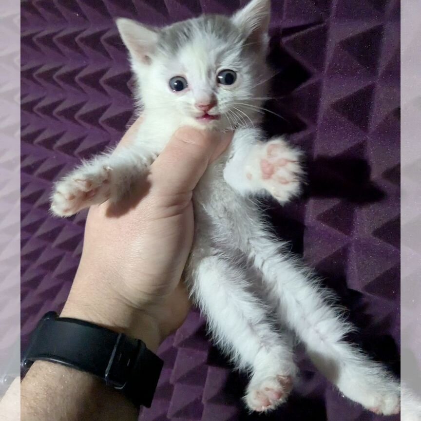 Котята в добрые руки приучены к лотку