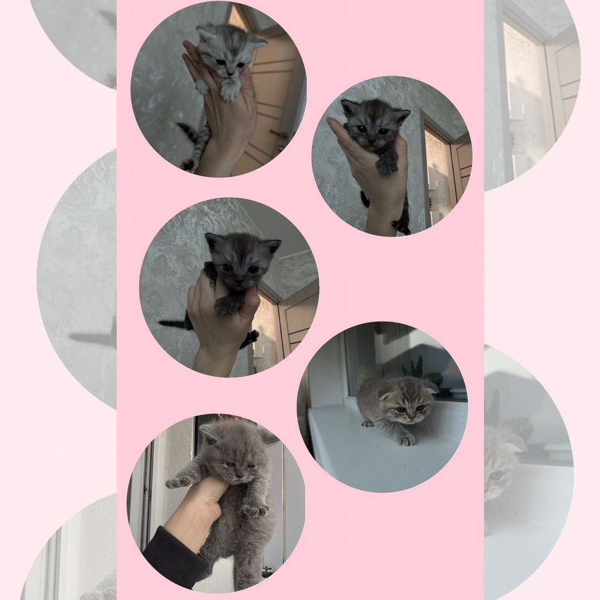 Котята