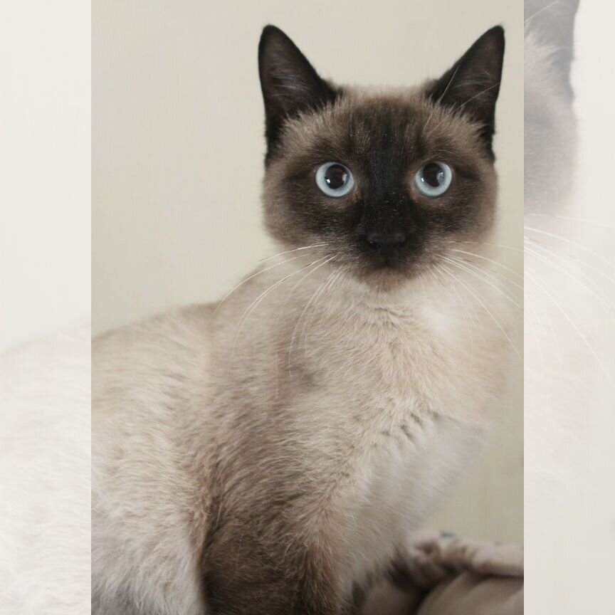 Взрослая, кошка в добрые руки