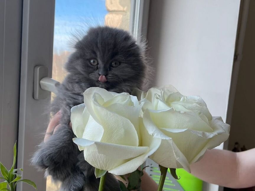 Шотландский вислоухий кот