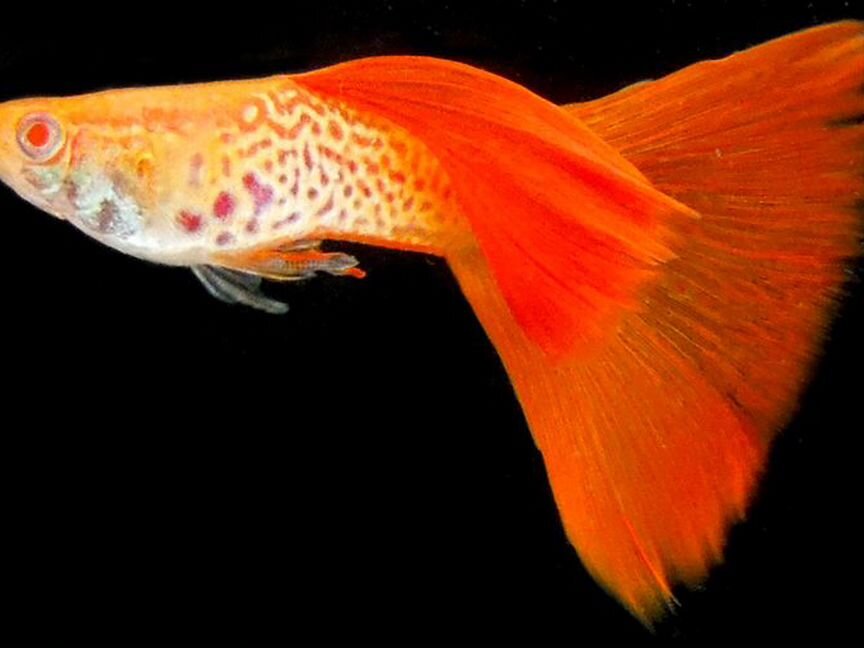 Гуппи Красная кобра альбино