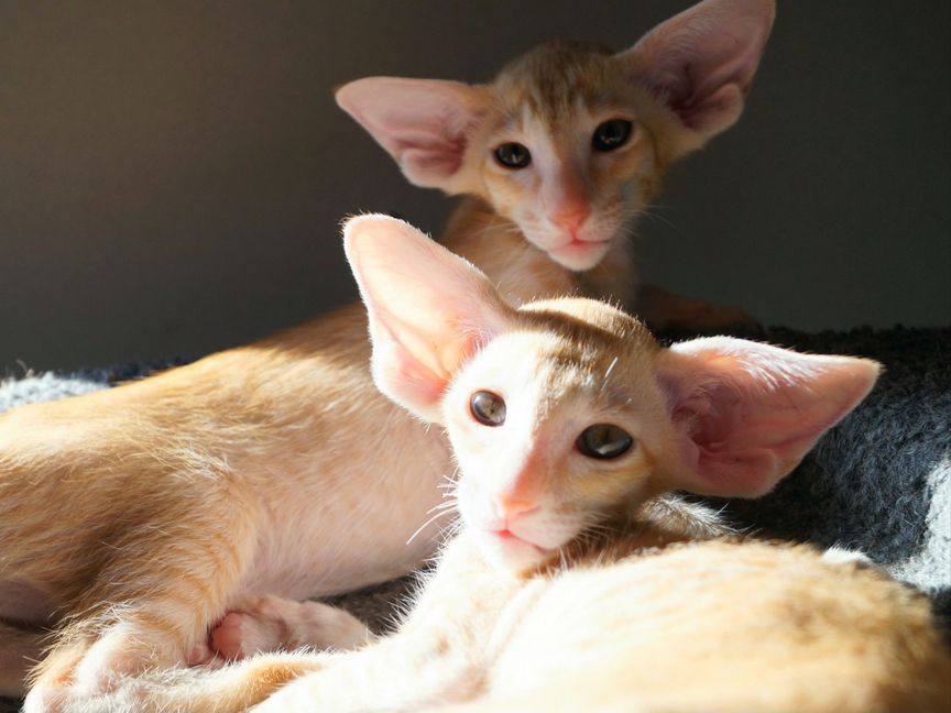 Ориентальные котята