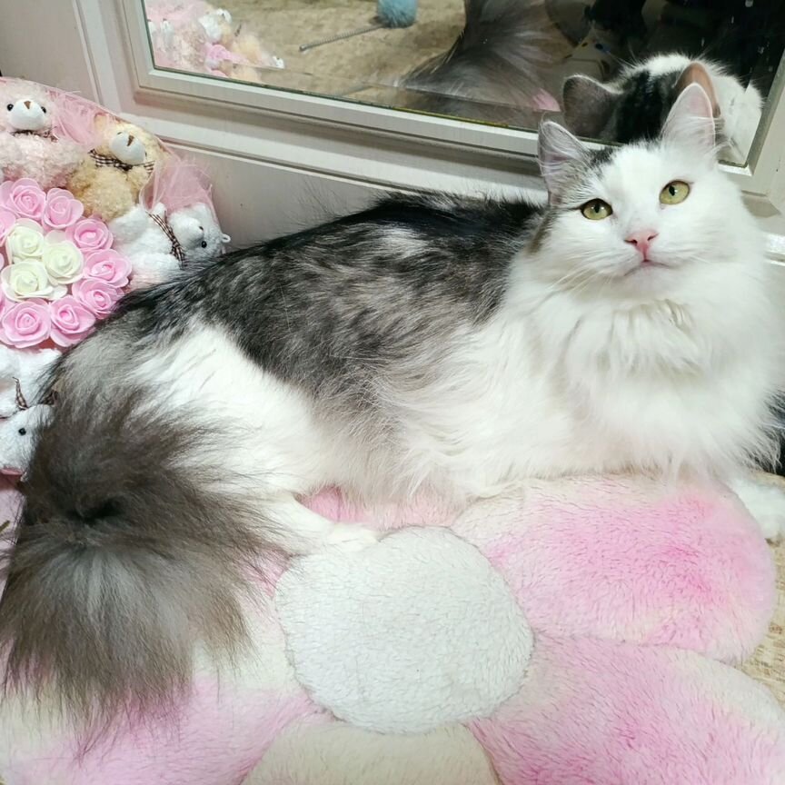 Котенок, котик)