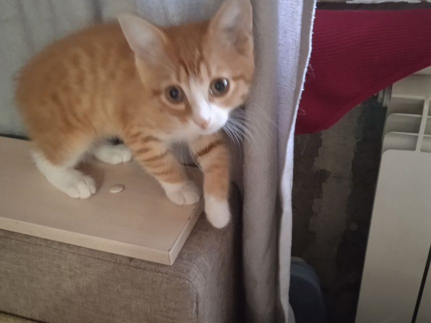 Кошка