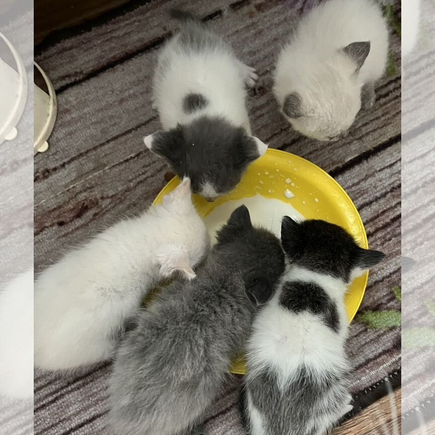 Отдам котенка в добрые руки