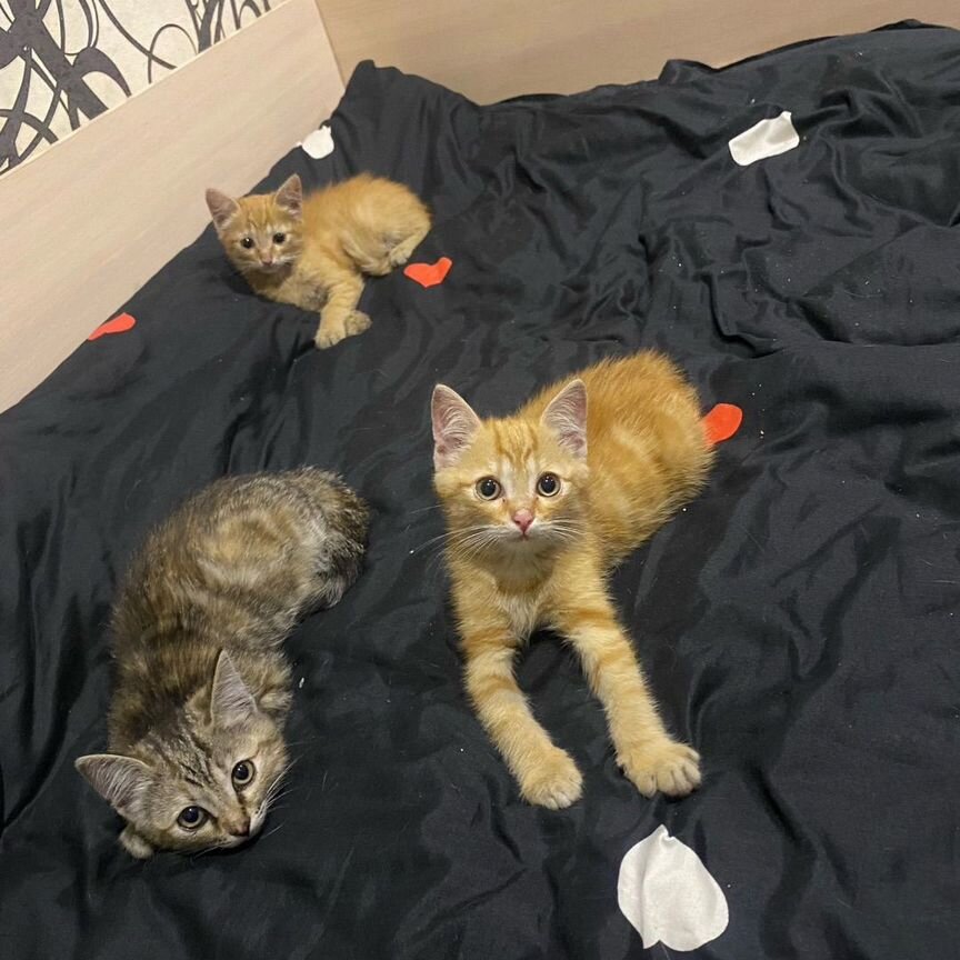 Спасенные котята с трассы в добрые руки