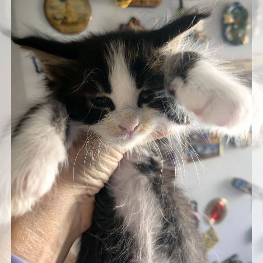 Котенок мейн- кун