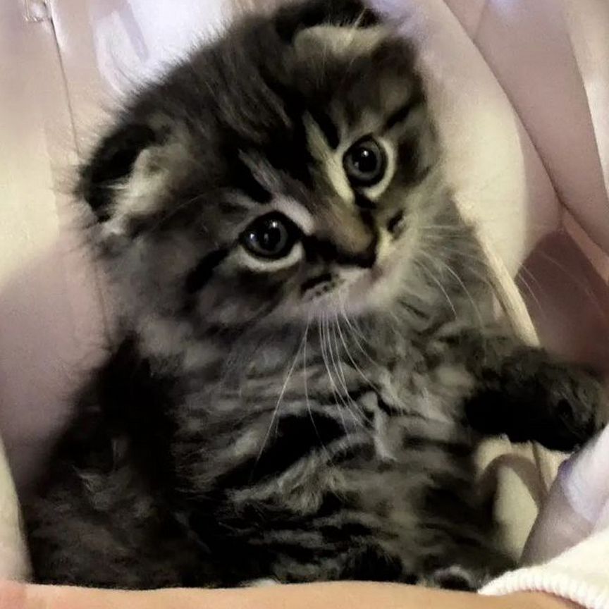 Шотландский вислоухий длинношёрстный котёнок