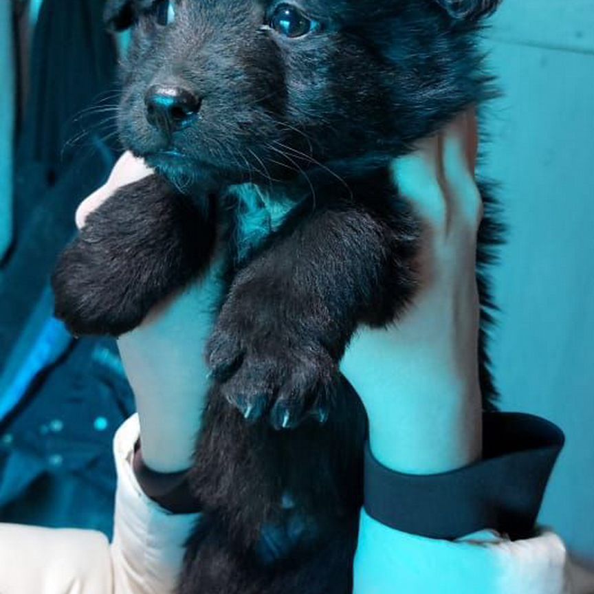 Щенок в добрые руки бесплатно