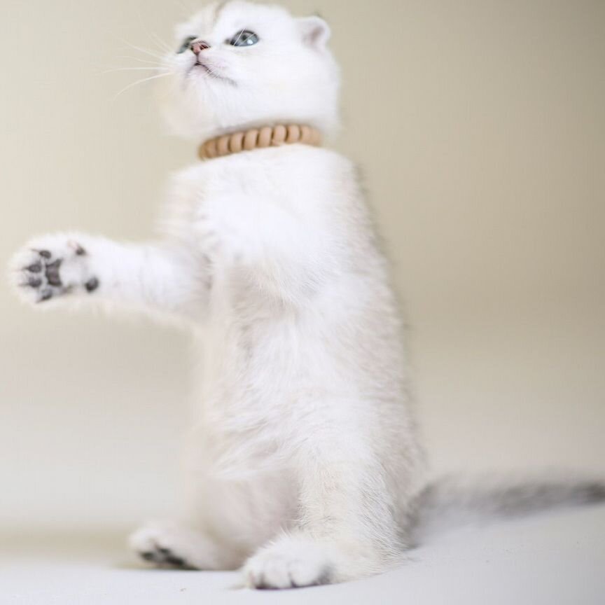 Котята шотландские
