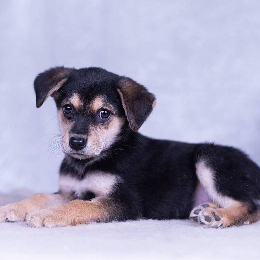 Щенок в добрые руки