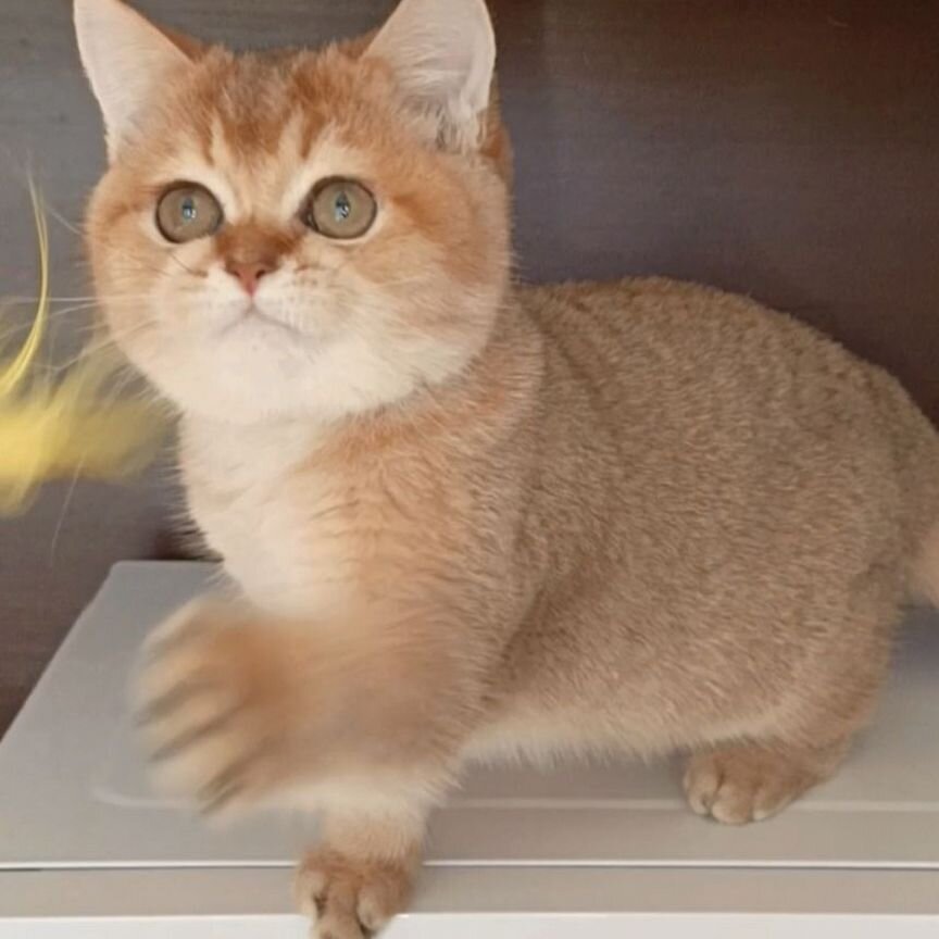 Шотландский золотой мальчик