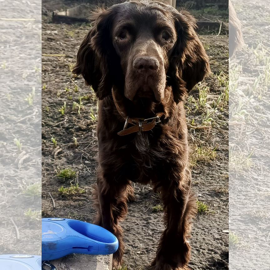 Кокер спаниель, взрослый пёс