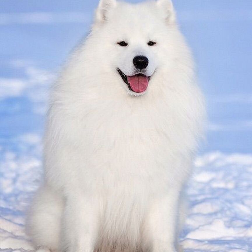 Самоедская собака