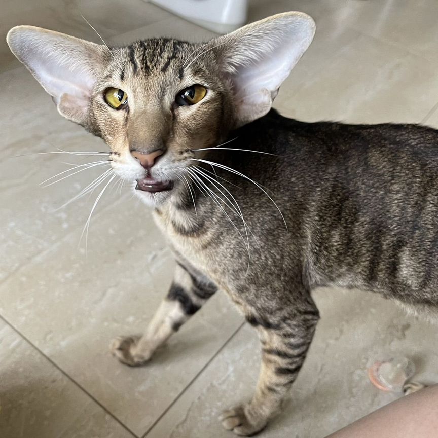 Ориентальная, взрослая кошка