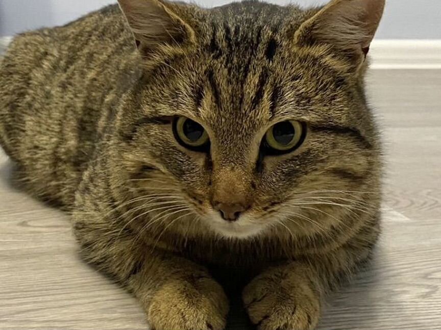 Самый милый котик Кузя в добрые руки