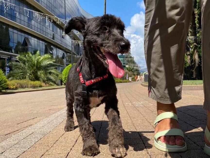 Маленькая квартирная собачка в добрые руки