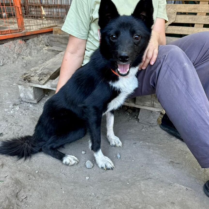 Собака из Курского отлова в добрые руки