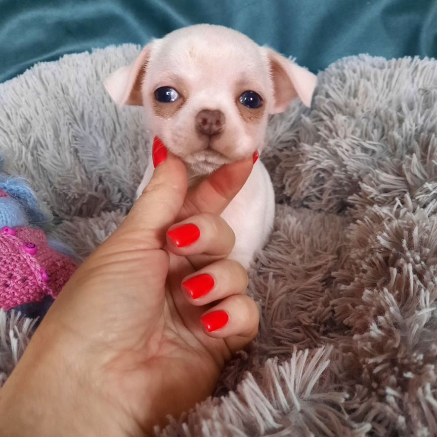 Мальчиш чихуахуа