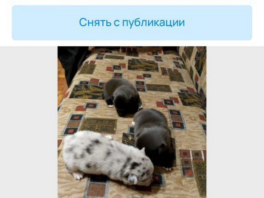 Продаются щенки порода Джек Рассел и Шпиц