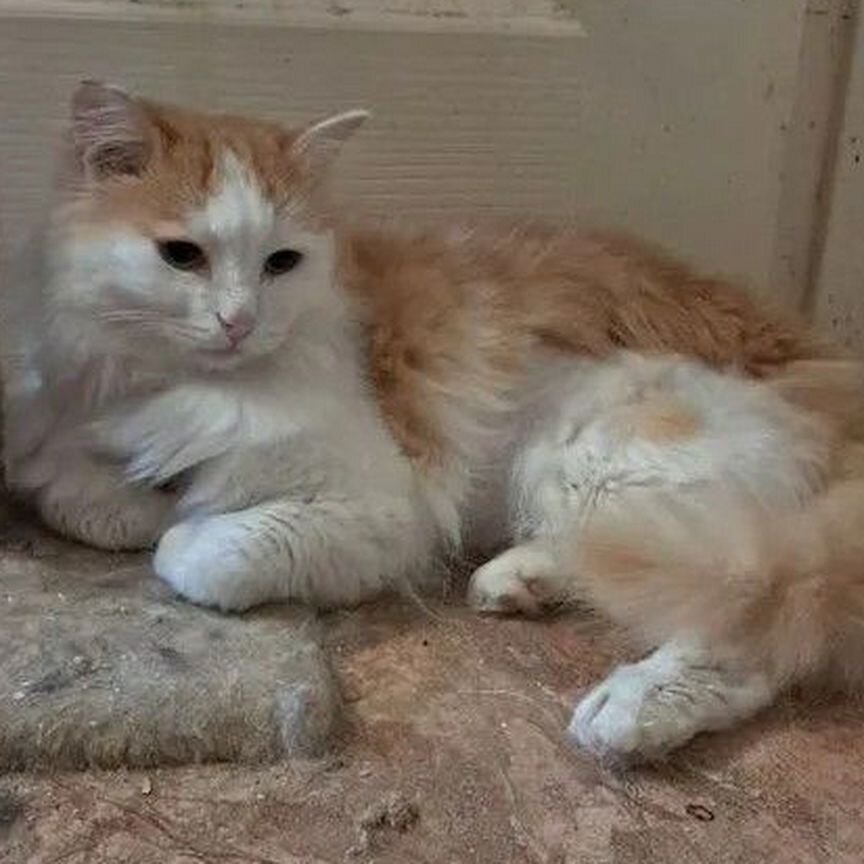 Кот