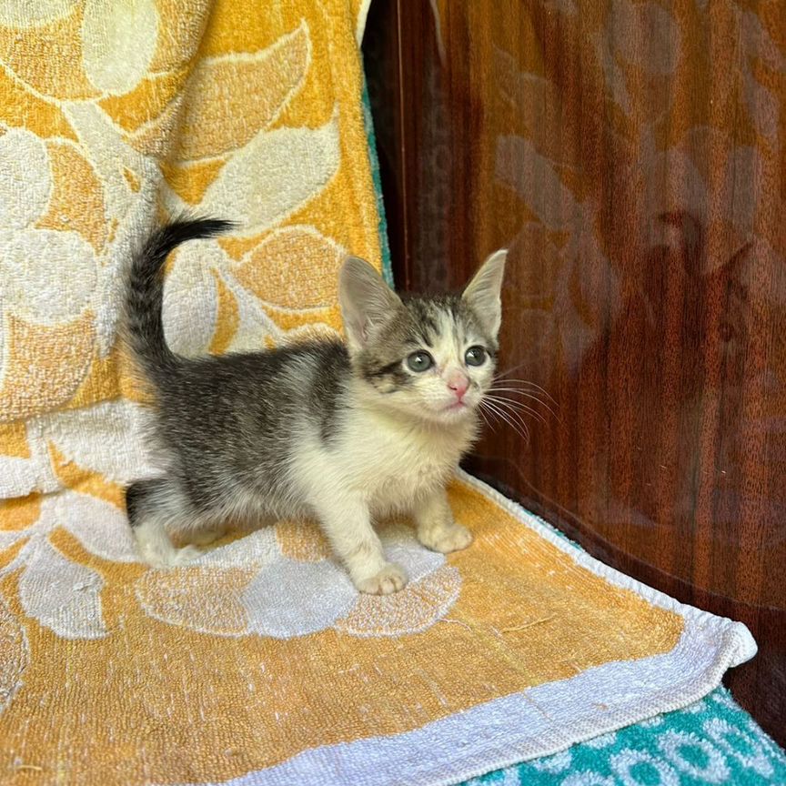 Котенок светлой расцветки Бесплатно