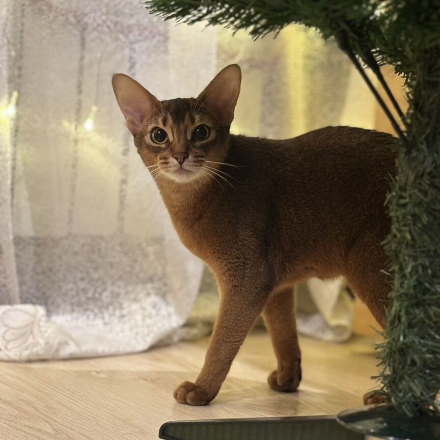 Кошка ищет жениха